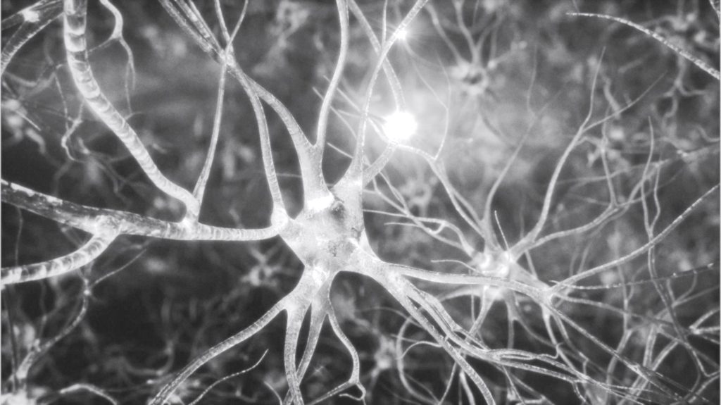 NEUROID – Facultad de Ciencias Naturales