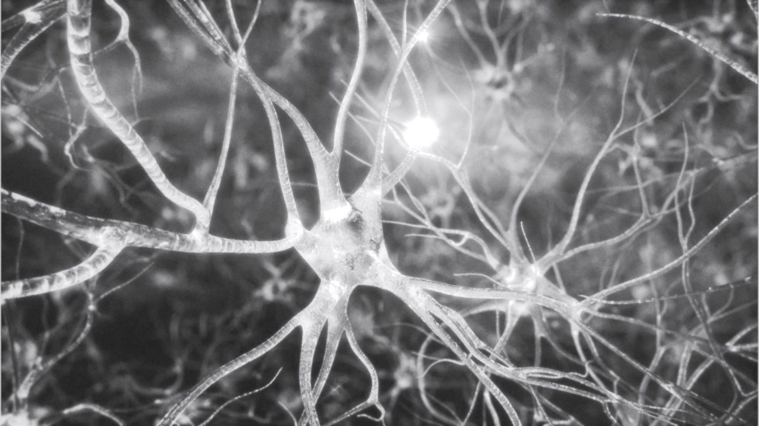 NEUROID – Facultad de Ciencias Naturales