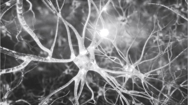 NEUROID – Facultad de Ciencias Naturales